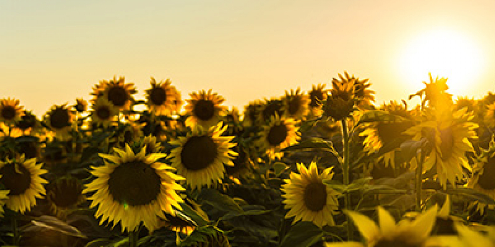 SunBOT: The Nano Sunflower Generating Solar Energy | ENGIE Research ...